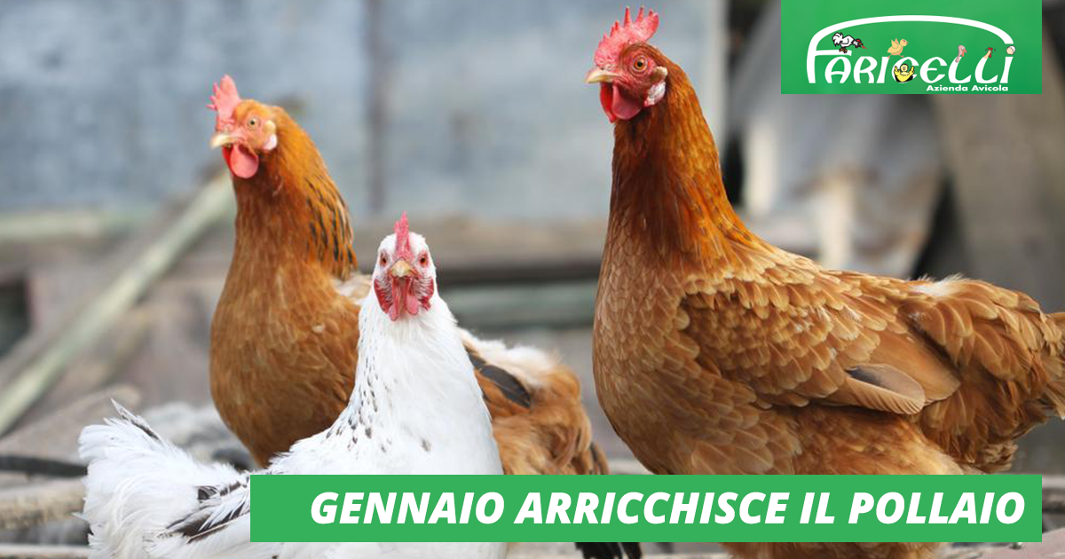 Gennaio arricchisce il pollaio - Faricelli